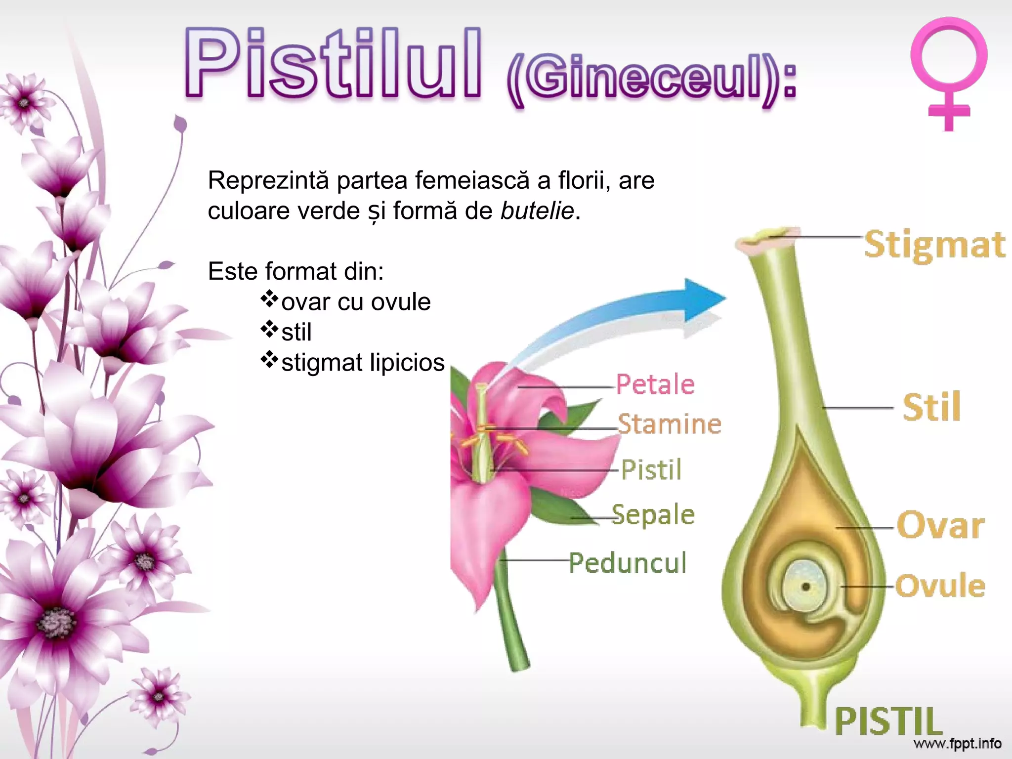 Floarea alcatuire si functii | PPT