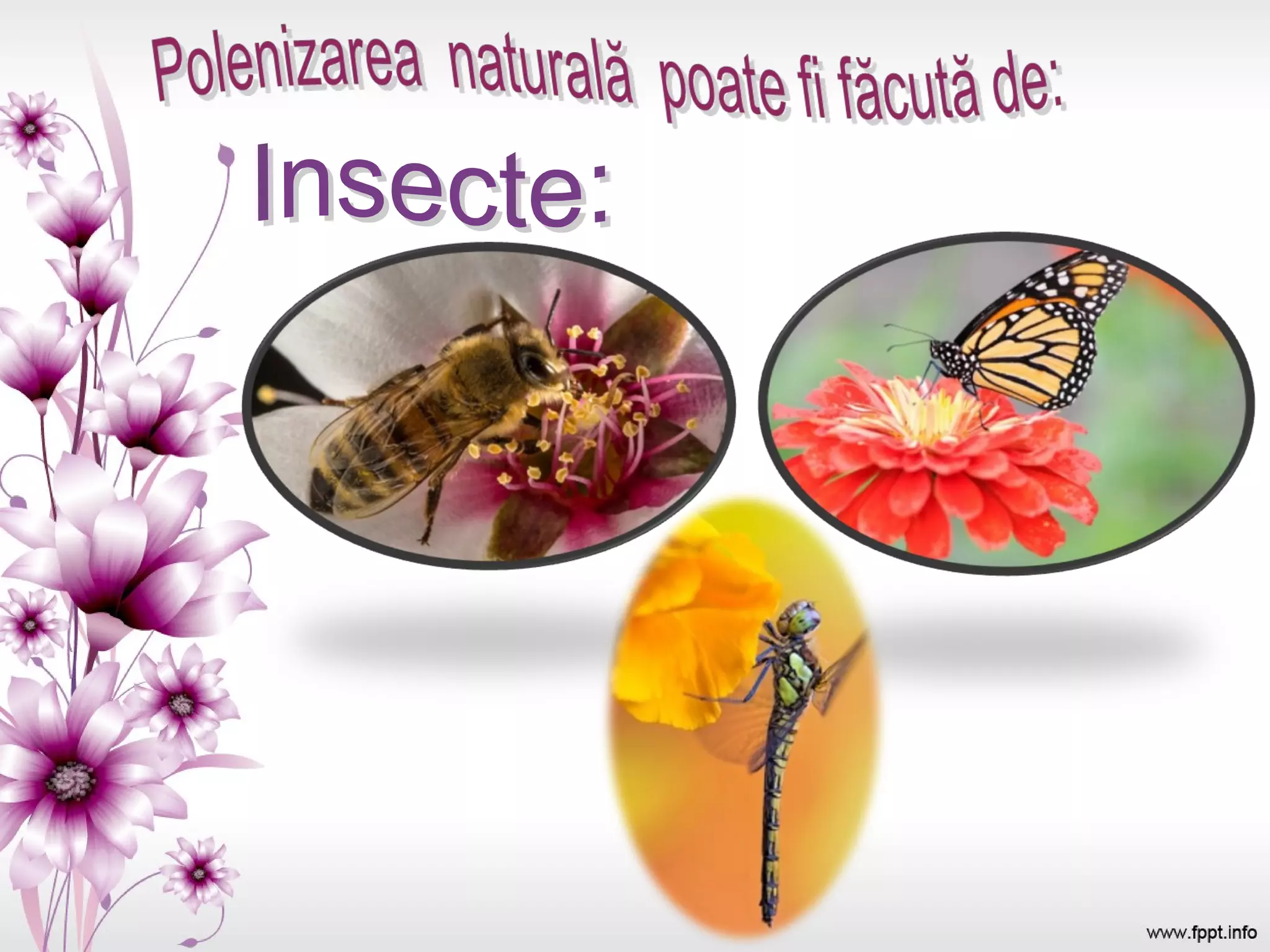 Floarea alcatuire si functii | PPT