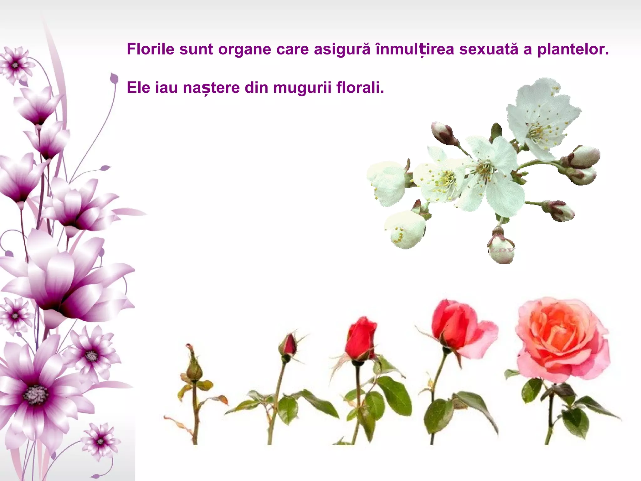 Floarea alcatuire si functii | PPT