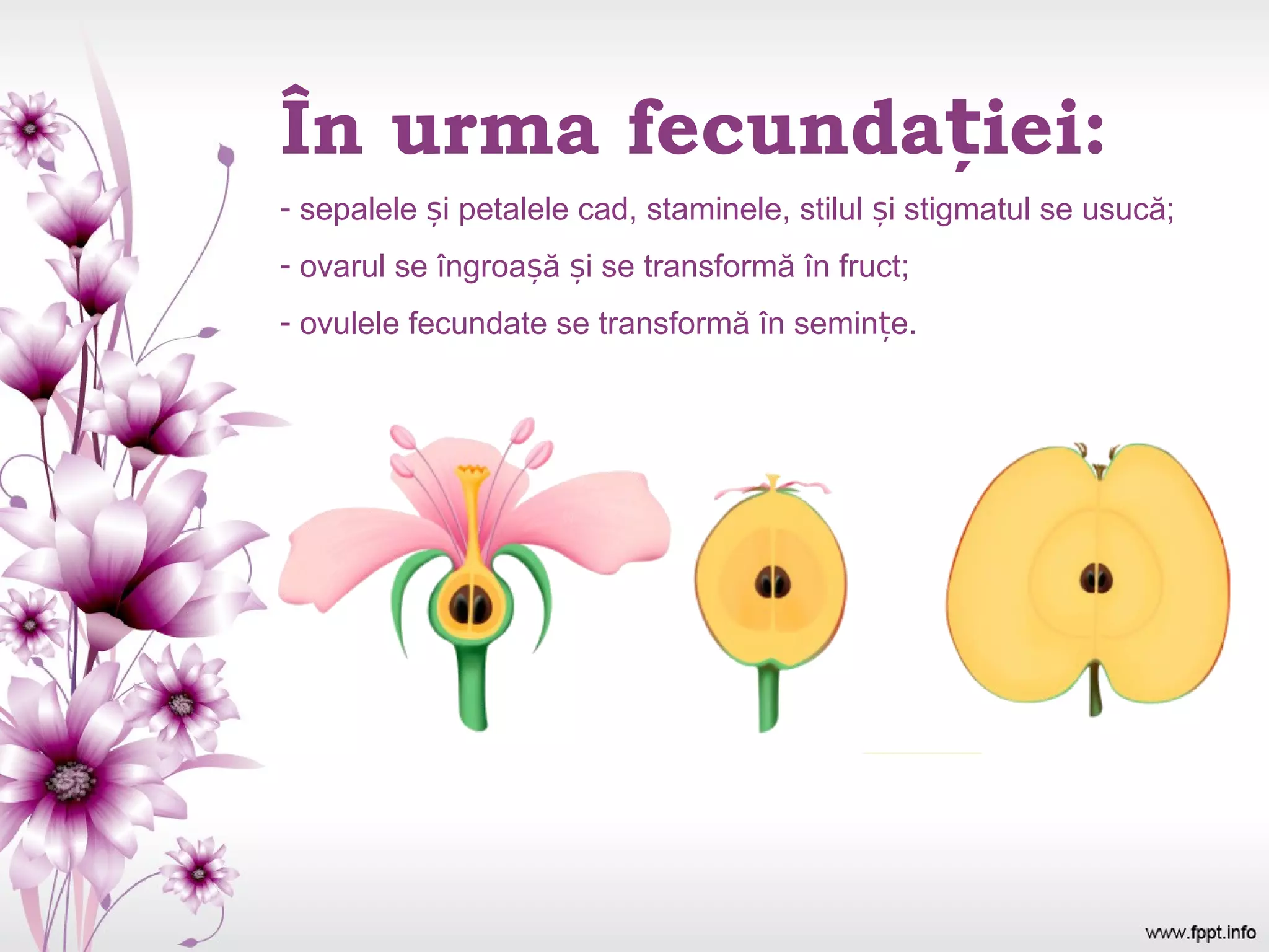 Floarea alcatuire si functii | PPT
