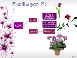 Floarea alcatuire si functii | PPT