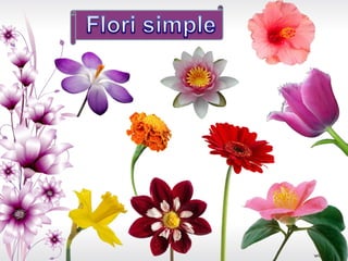 Floarea alcatuire si functii | PPT