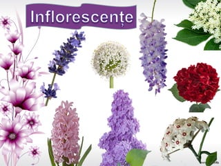 Floarea alcatuire si functii | PPT