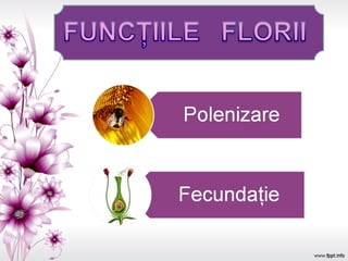 Floarea alcatuire si functii | PPT