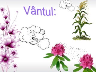 Floarea alcatuire si functii | PPT