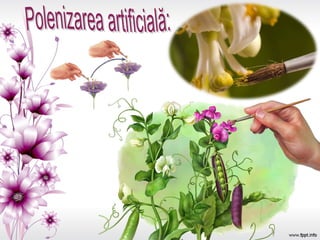 Floarea alcatuire si functii | PPT