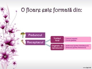 Floarea alcatuire si functii | PPT