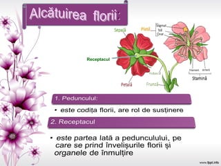 Floarea alcatuire si functii | PPT