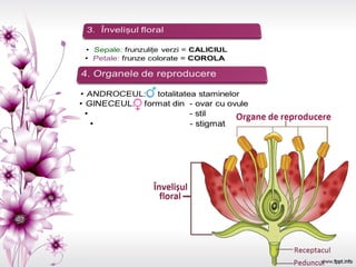 Floarea alcatuire si functii | PPT