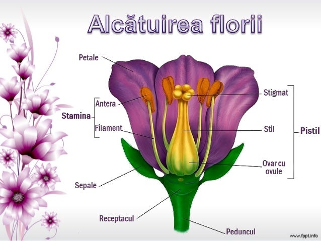 Floarea alcatuire si functii