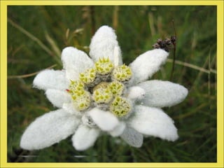 Floarea De Colt (Edelweiss) | PPS