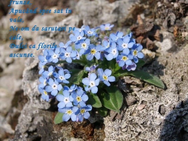 Floare albastra | PPT