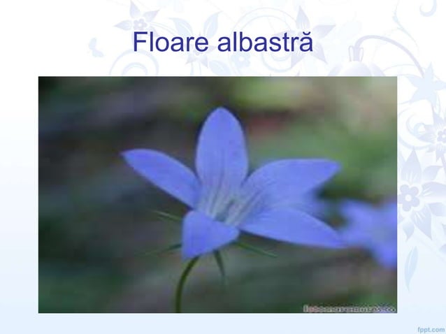 Floare albastră de M. Eminescu | PPT