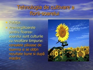 Floarea soarelui | PPT