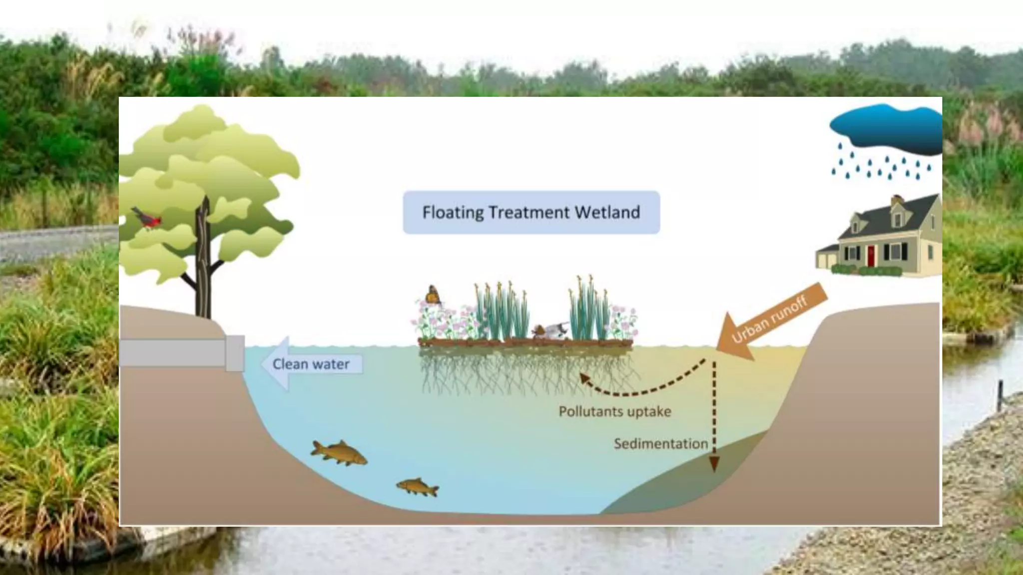 Floating treatment wetland | PPTX