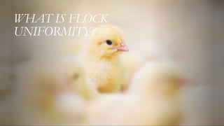 FLOCK UNIFORMITY PPT- POULTRY RAISING ANIMAL PRODUCTION | PPTX