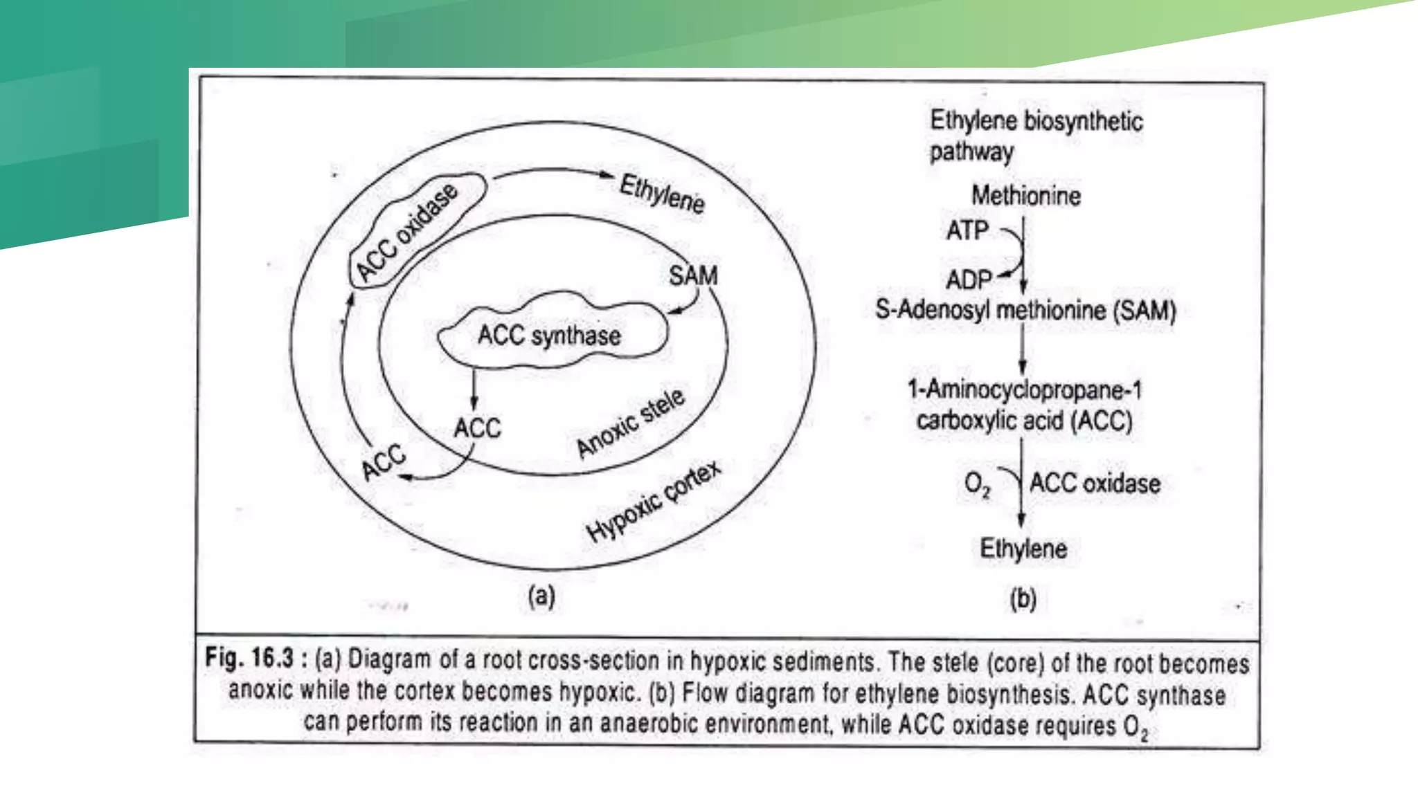 FLOODING STRESS IN PLANT GROWTH AND DEVELOPMENT | PPTX