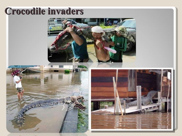 Flood presentation | PPT