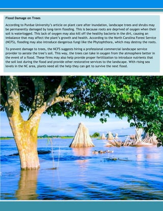 Floods and Their Adverse Effects on a Landscape's Trees | U.S. Lawns | PDF