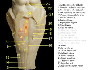 Floor of the 4 th ventricle | PPT