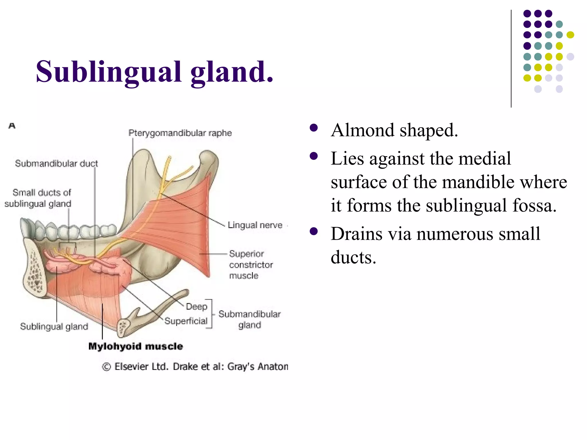 Floor of the mouth | PPT