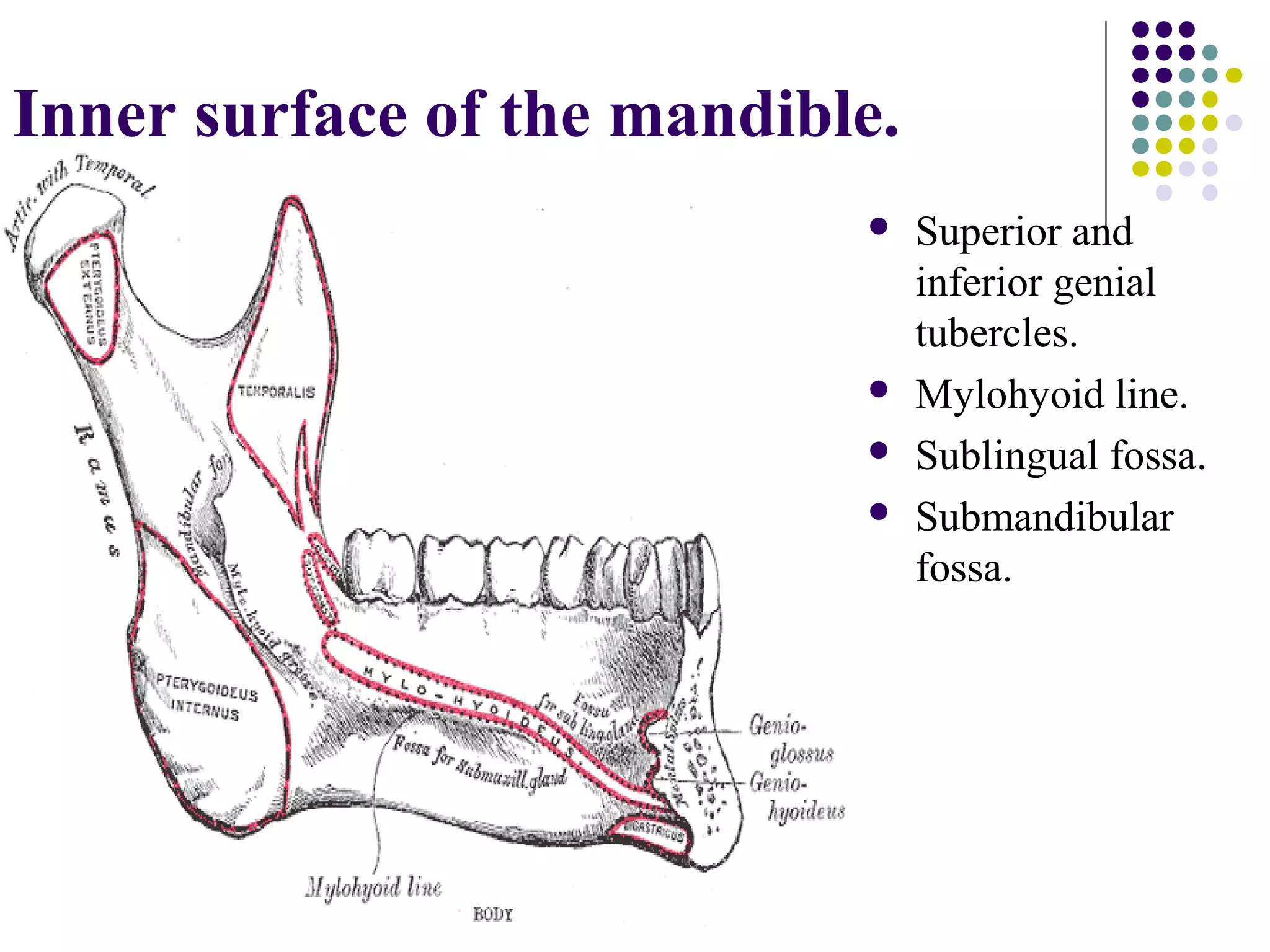 Floor of the mouth | PPT