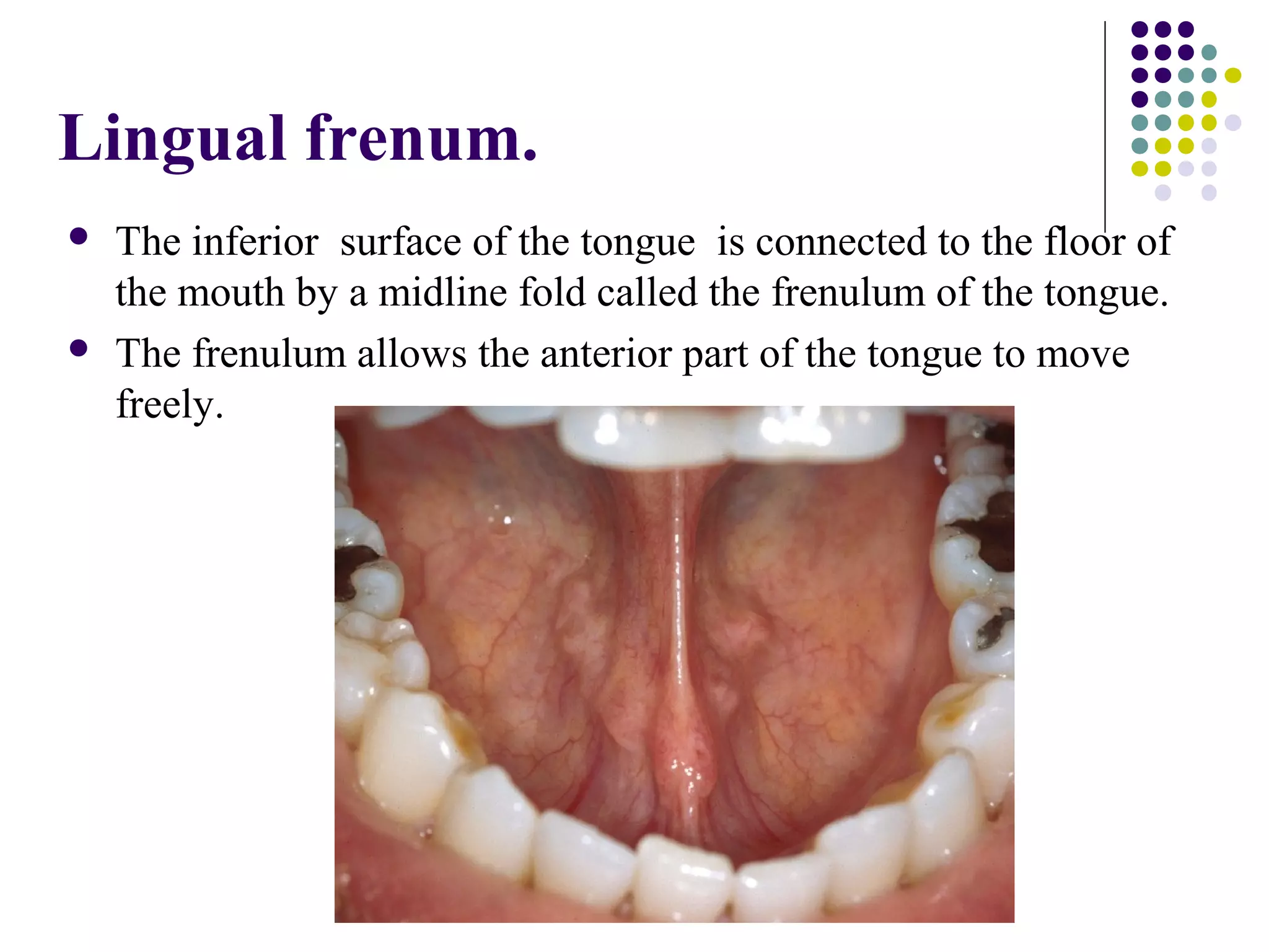 Floor of the mouth | PPT