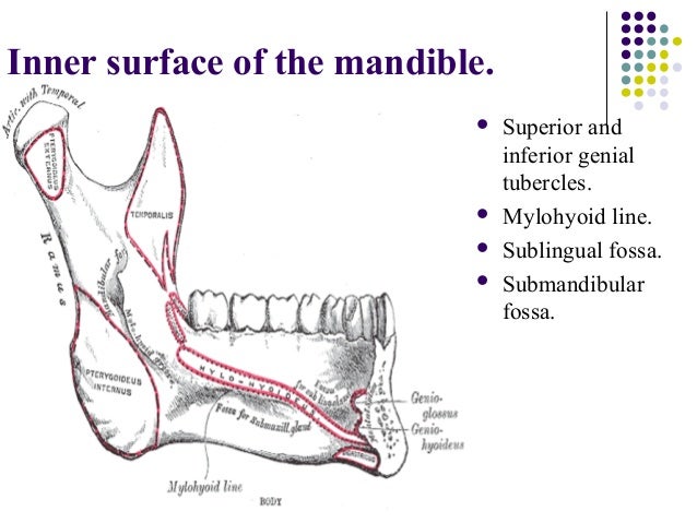 Mandible Mylohyoid Line