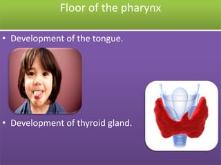 Floor of the pharynx | PPT