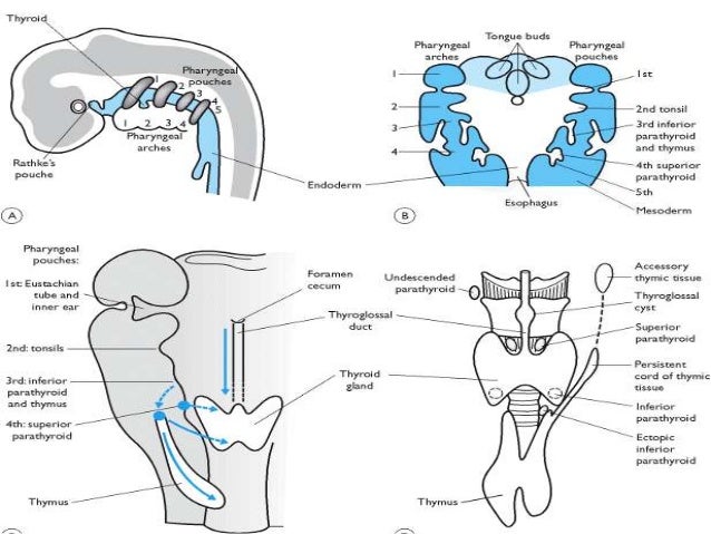 Floor of the pharynx