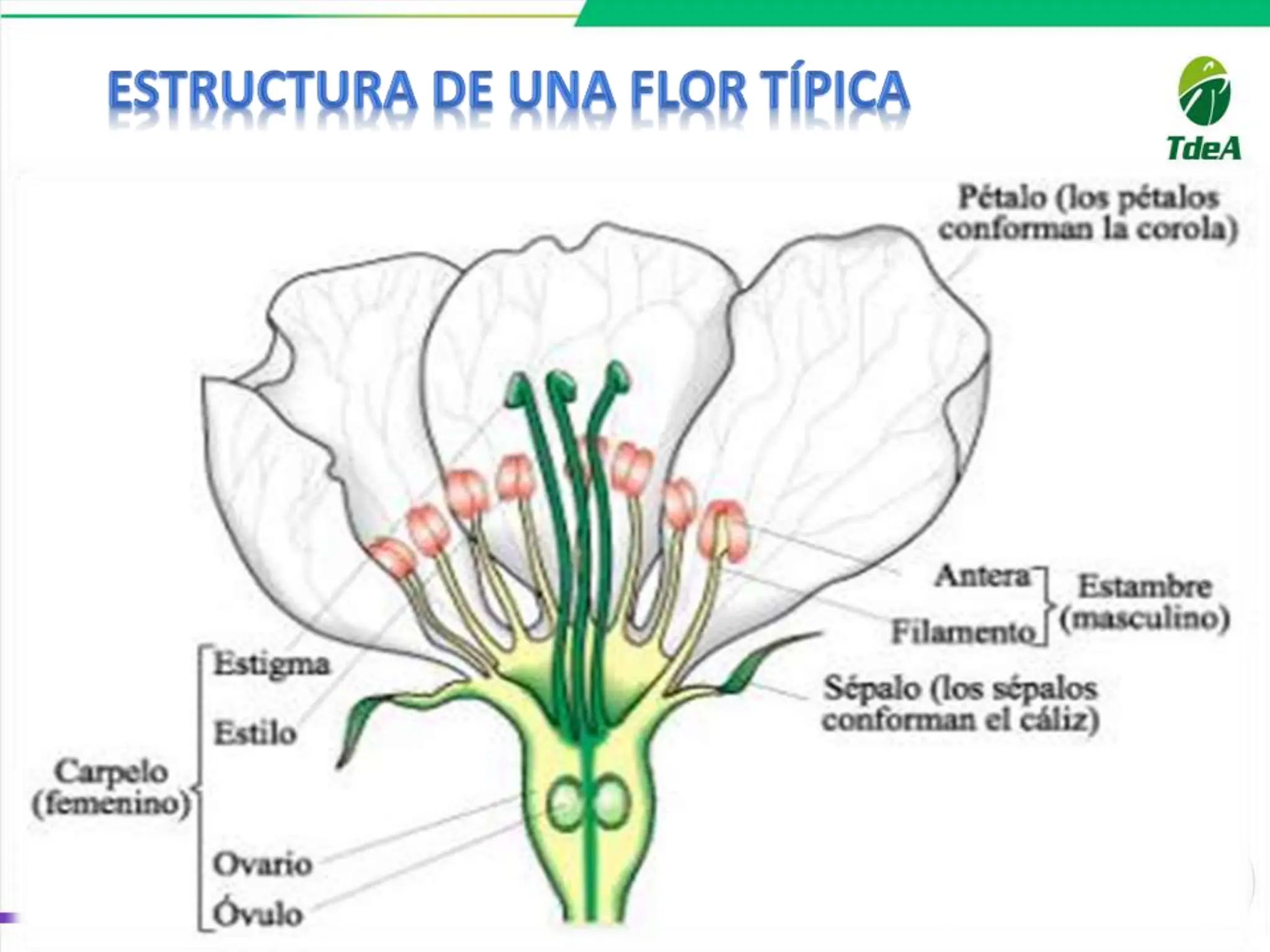Flor y sus partes. Botánica general una intro | PPTX