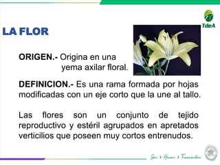 Flor y sus partes. Botánica general una intro | PPTX