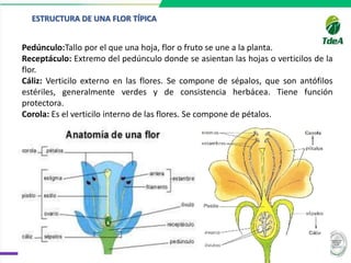 Flor y sus partes. Botánica general una intro | PPTX