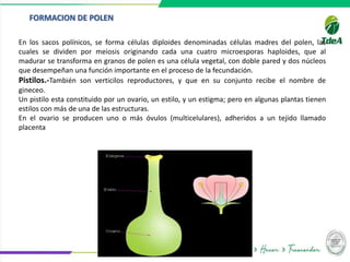 Flor y sus partes. Botánica general una intro | PPTX