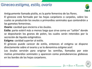 Flor y sus partes. Botánica general una intro | PPTX