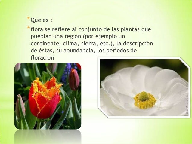 Es Contagiosa La Flora Cocoide - abstractor