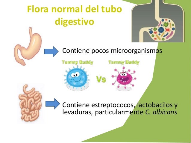 Normal Gut Flora