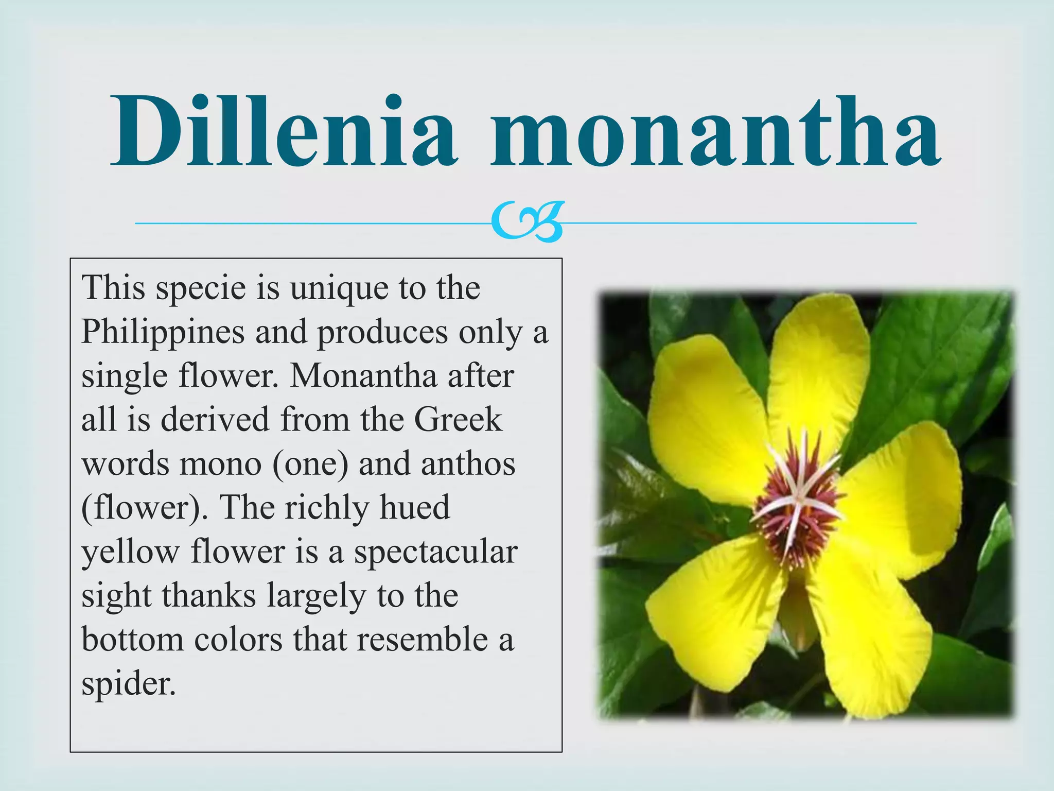 Flora and Fauna in the Philippines | PPTX