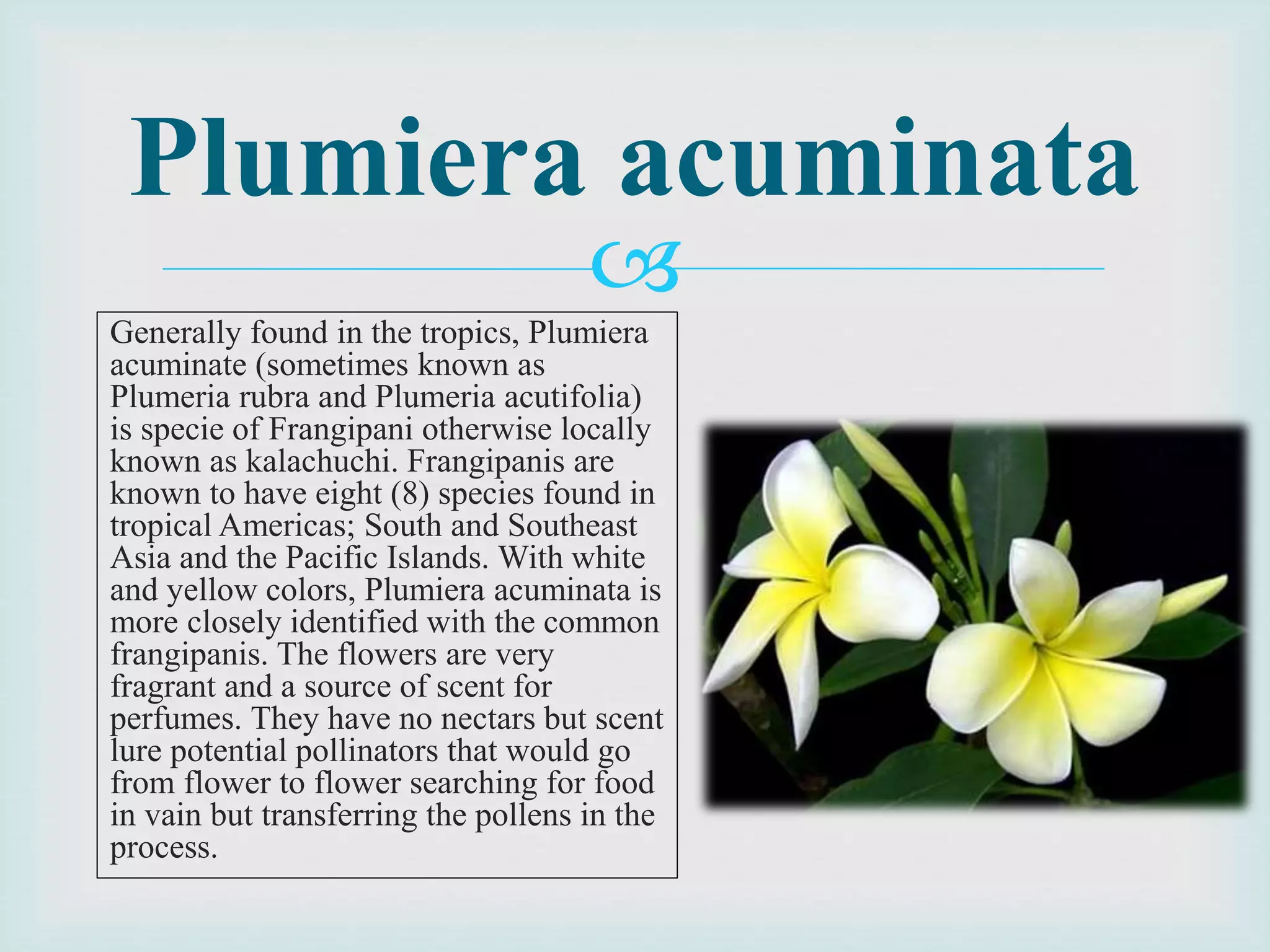 Flora and Fauna in the Philippines | PPTX