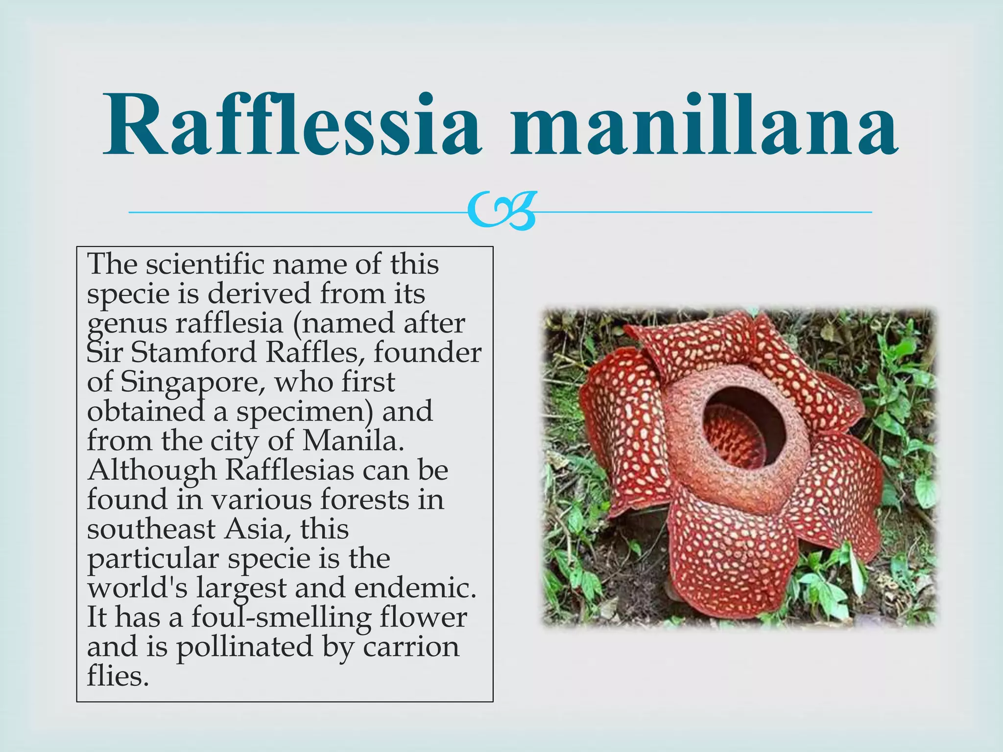 Flora and Fauna in the Philippines | PPTX