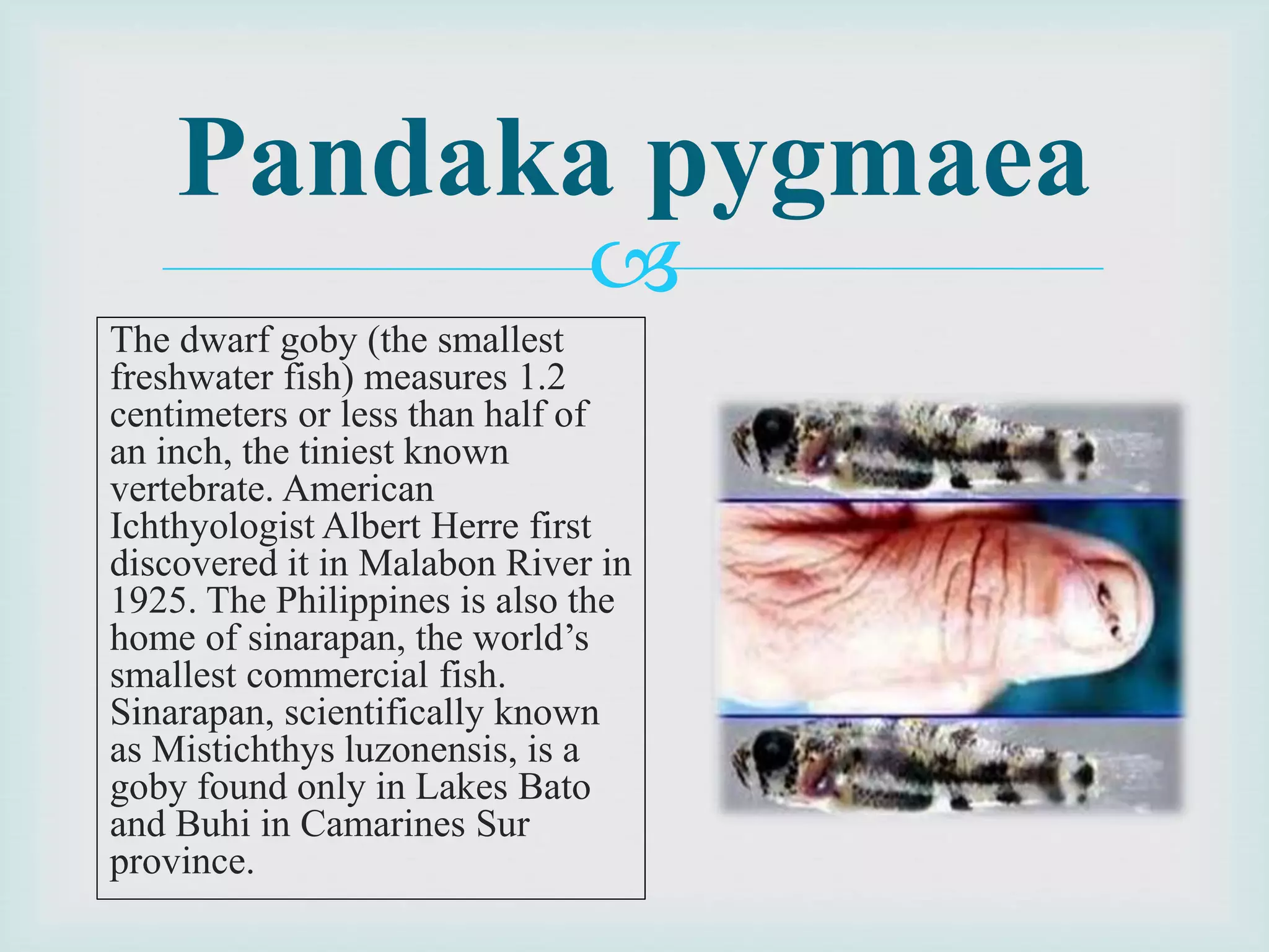 Flora and Fauna in the Philippines | PPTX