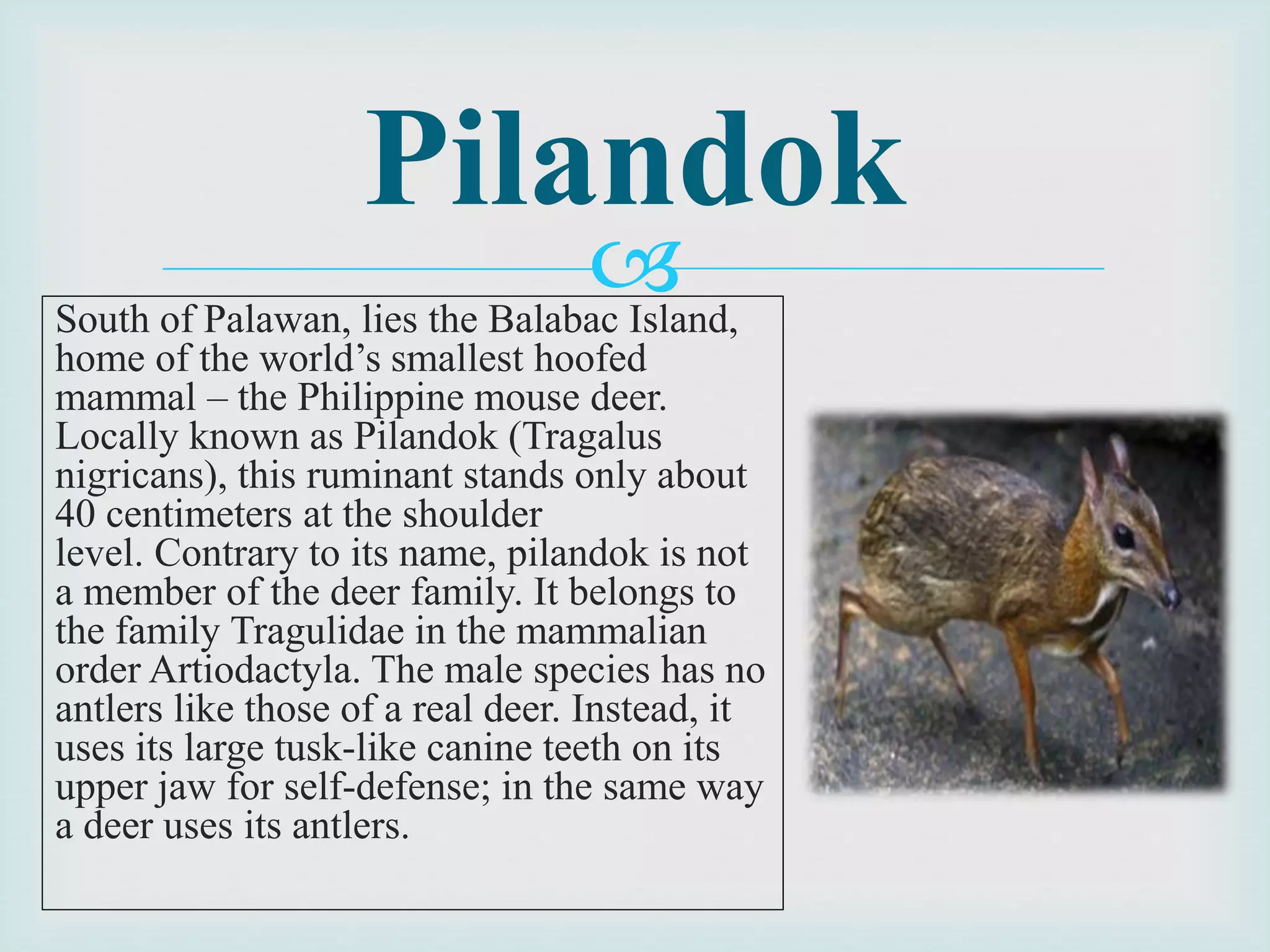 Flora and Fauna in the Philippines | PPTX