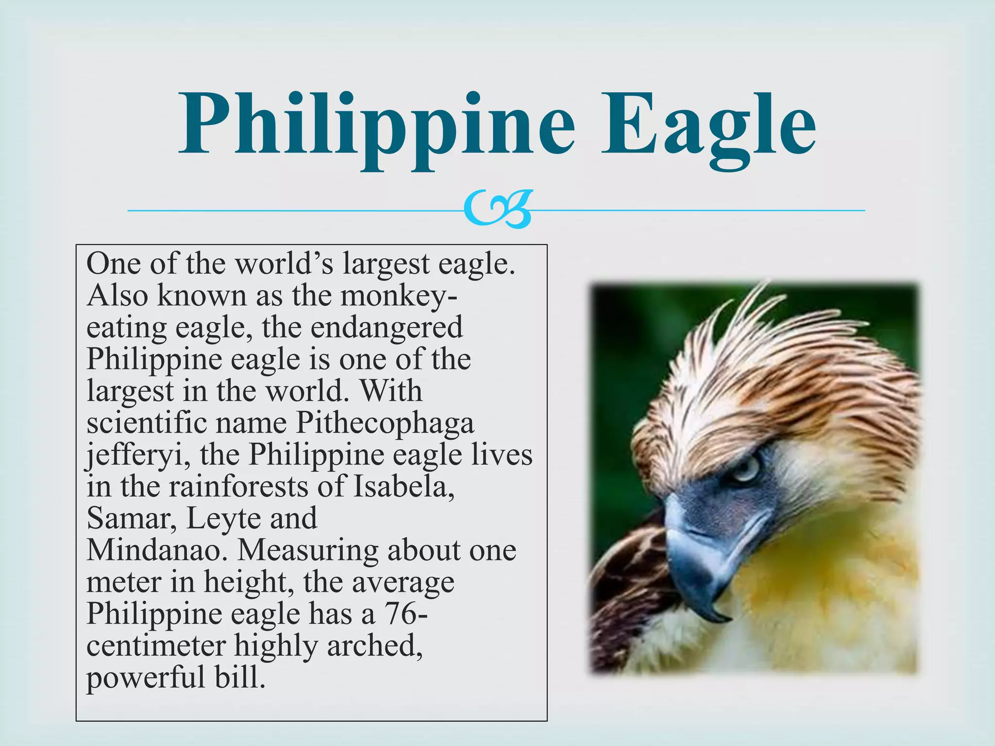 Flora and Fauna in the Philippines | PPTX