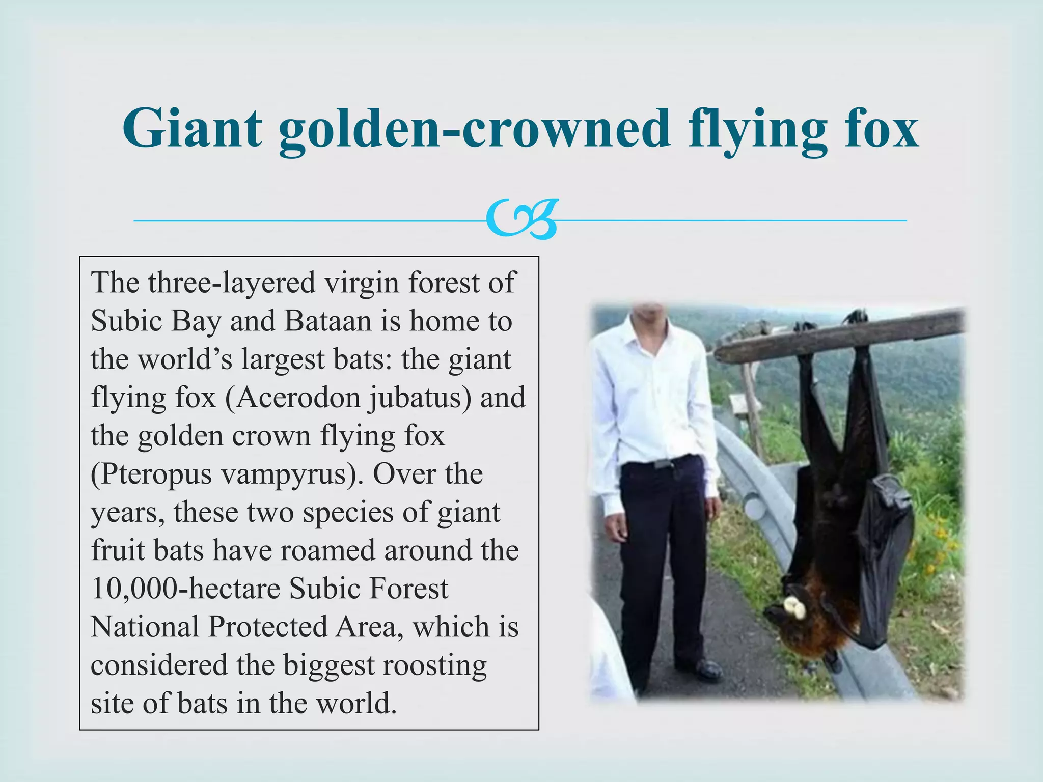 Flora and Fauna in the Philippines | PPTX