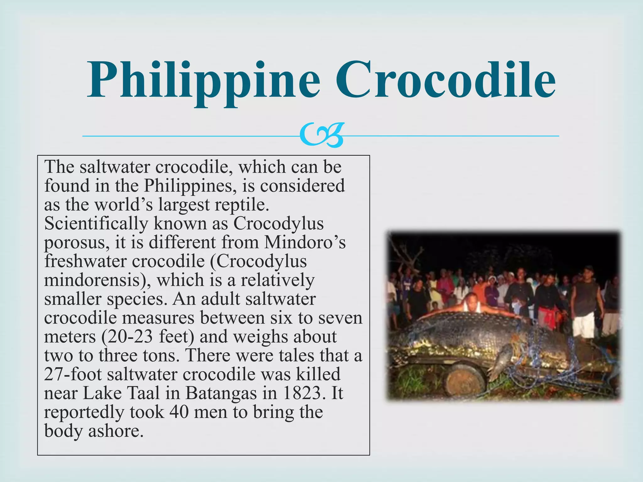 Flora and Fauna in the Philippines | PPTX