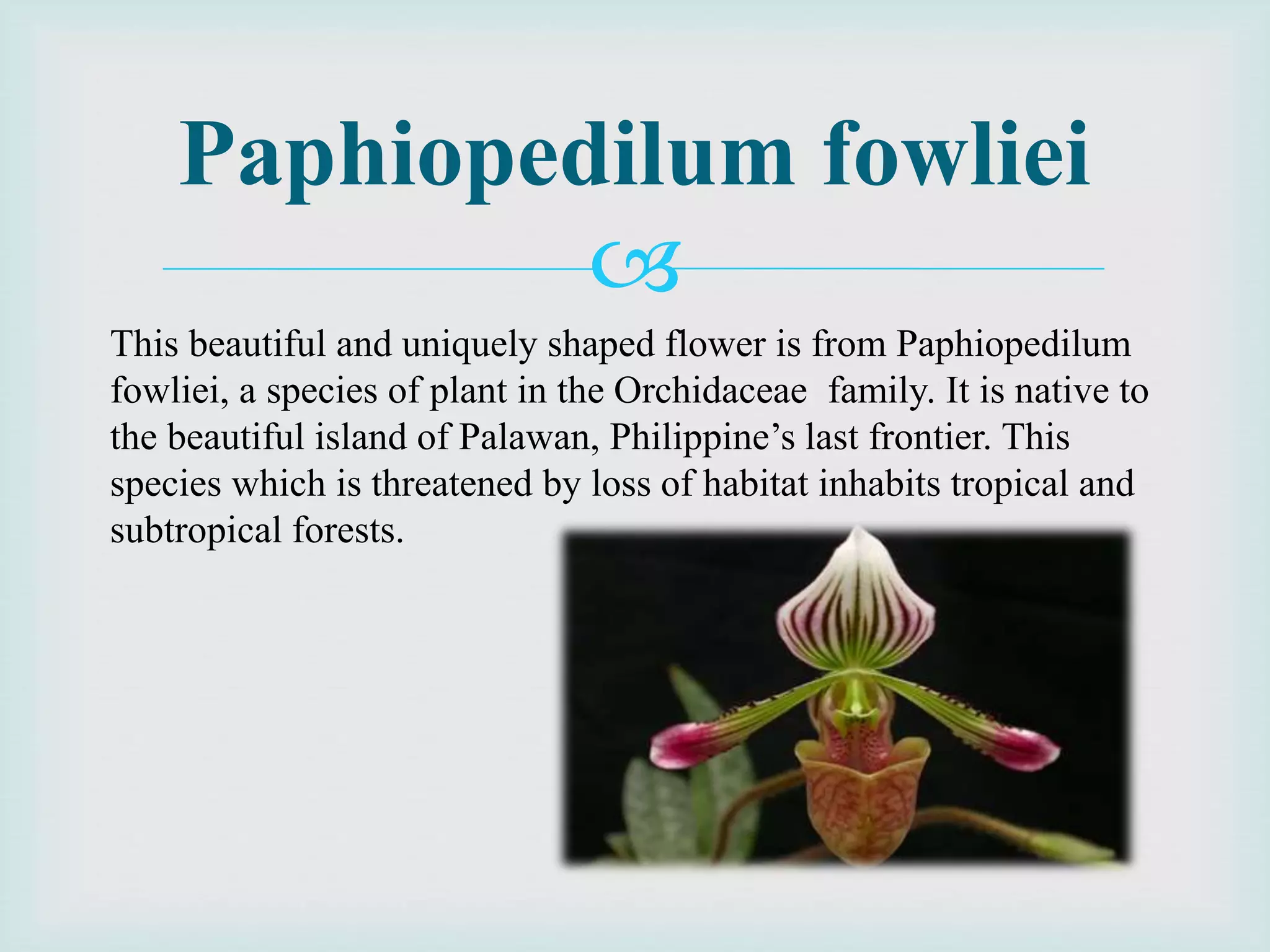 Flora and Fauna in the Philippines | PPTX