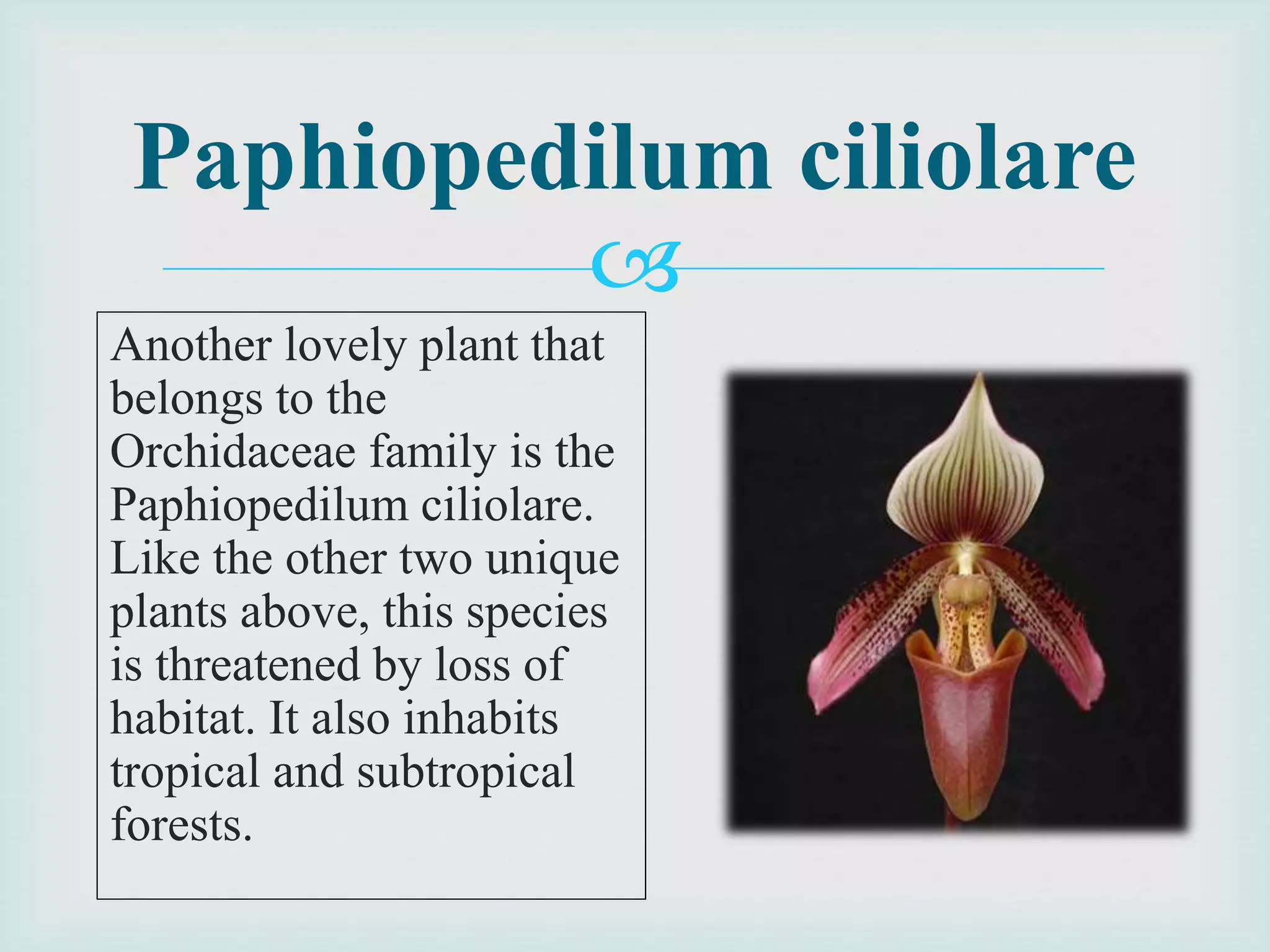 Flora and Fauna in the Philippines | PPTX