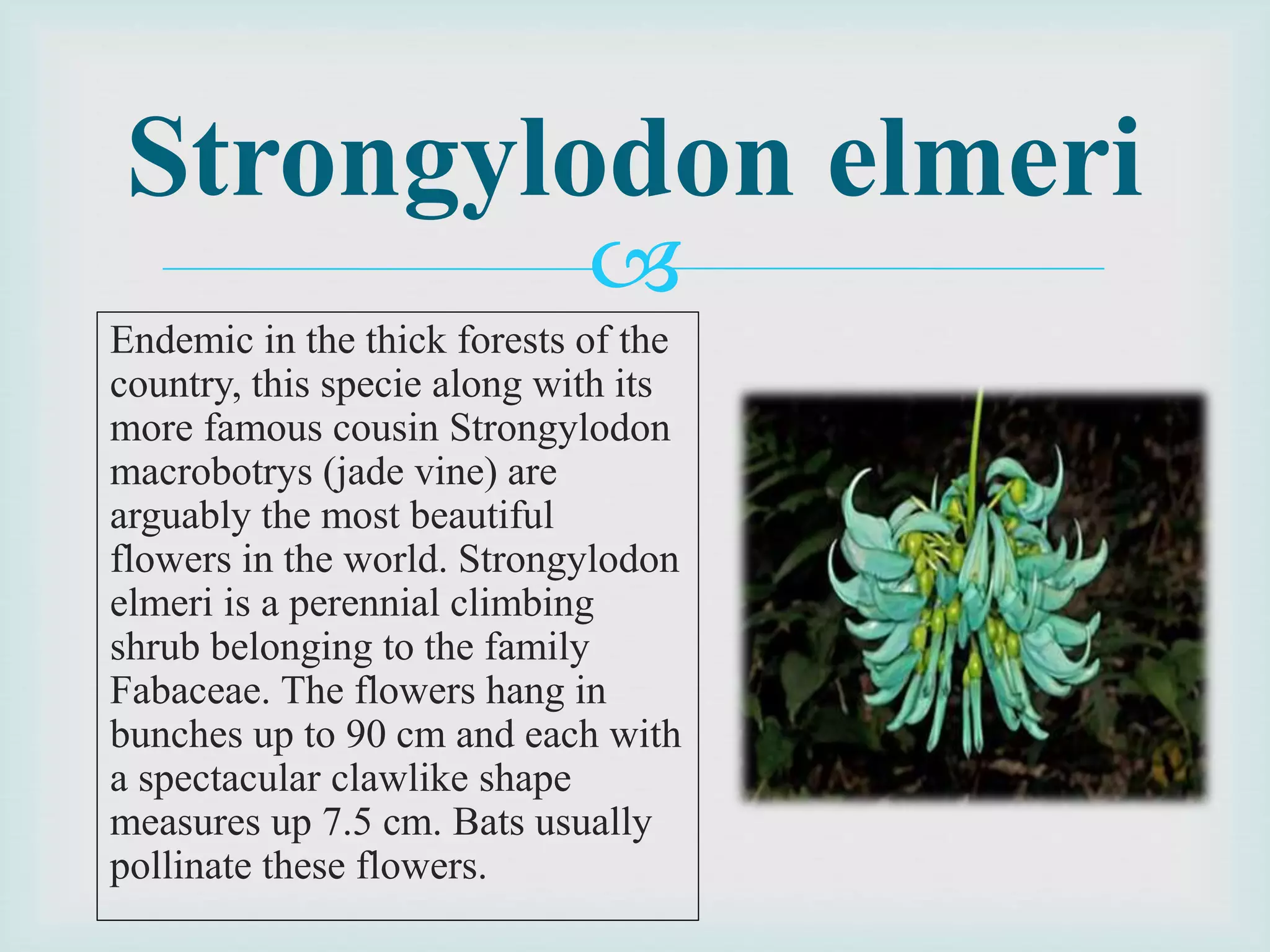 Flora and Fauna in the Philippines | PPTX