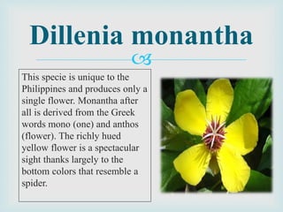 Flora and Fauna in the Philippines | PPTX