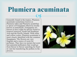 Flora and Fauna in the Philippines | PPTX